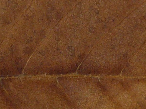 texture 0037 - Texturelib